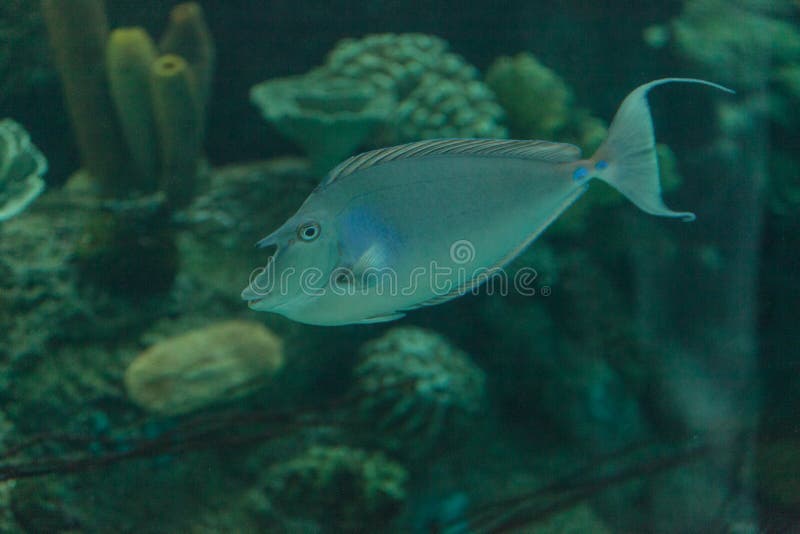 Unicorn surgeonfish, Naso stock photo. Image of coral - 60182120