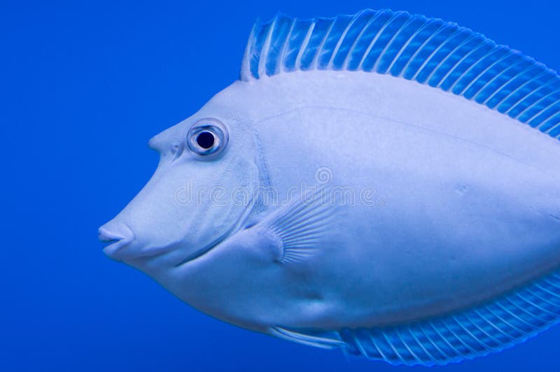 Unicorn Tang Close Up Maschio Fotografia Stock - Immagine di hawaiano ...