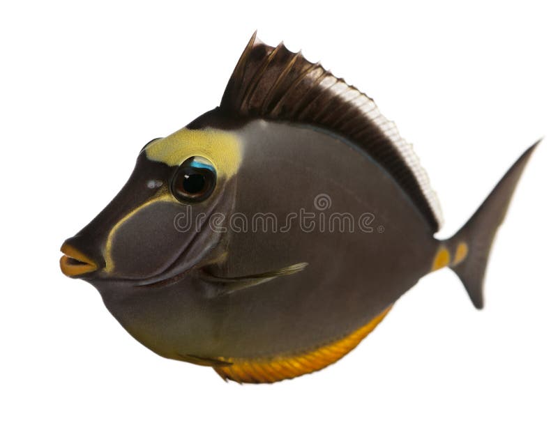 Poisson-licorne Orange, Naso Lituratus Photo stock - Image du fond ...