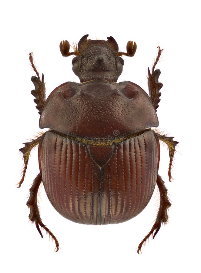 Bolbelasmus unicornis immagine stock. Immagine di animale - 21637185