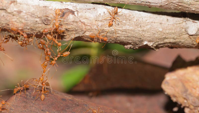 Unidade Da Ponte Da Formiga Foto de Stock - Imagem de macro, inseto ...