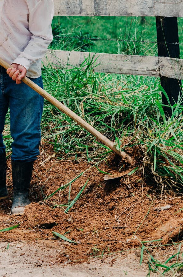 Unidentifiable Farm Worker Cutting Weeds with a Hoe in a Farm Stock ...