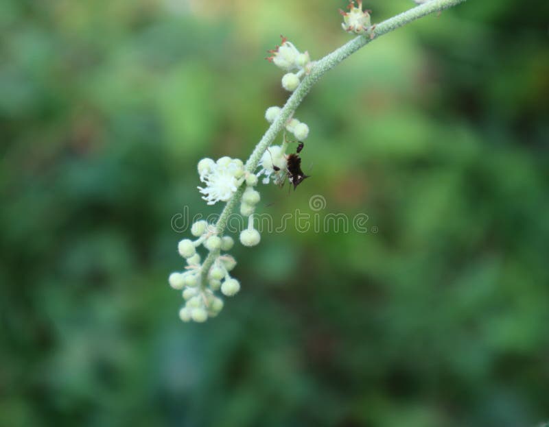 Bunch of Insect Mites with the Hair Spread on the Dog`s Skin Stock ...