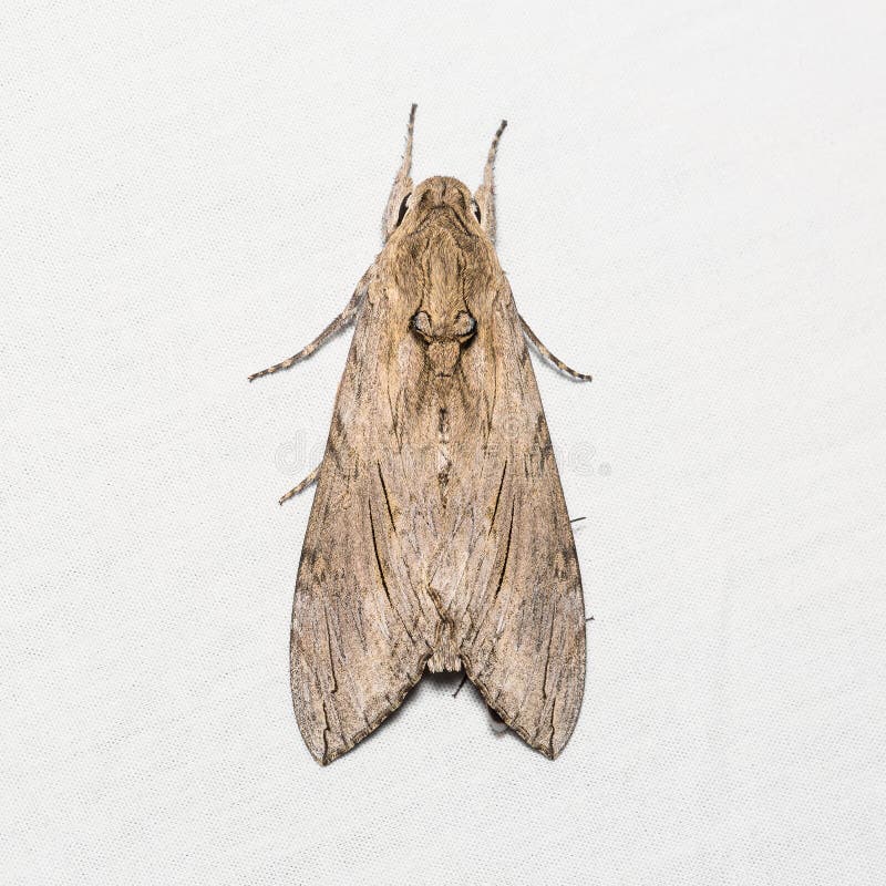 Goat moth in nature stock photo. Image of critter, thorax - 63458954