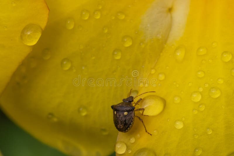 An Unidentified Insect with Water Drop on Yellow Flower Stock Photo ...