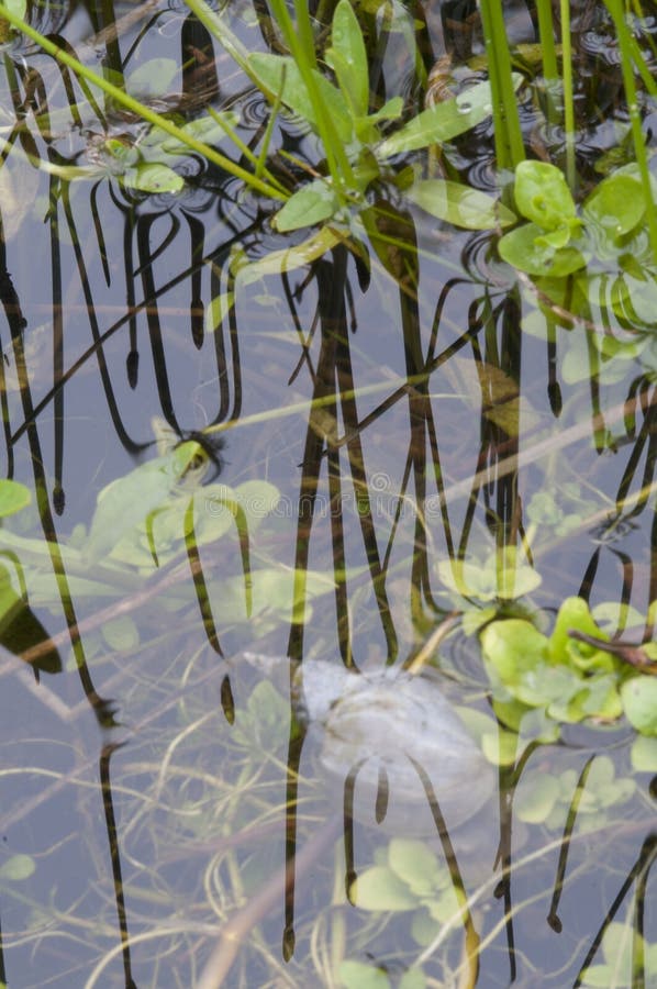 Unidentified Pond Snail Gastropoda Sp. Stock Photo - Image of species ...