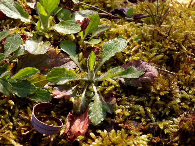 Unidentified Spring Plant Closeup Stock Image - Image of closeup, plant ...