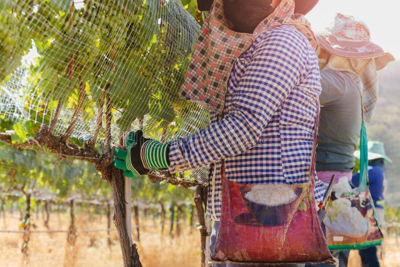 Unidentified Worker Netting Grape Wine with Wire Mesh in Vineyard ...