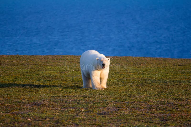Uniek Beeld: Ijsbeer - Sympagic Species - Stock Afbeelding - Image of ...