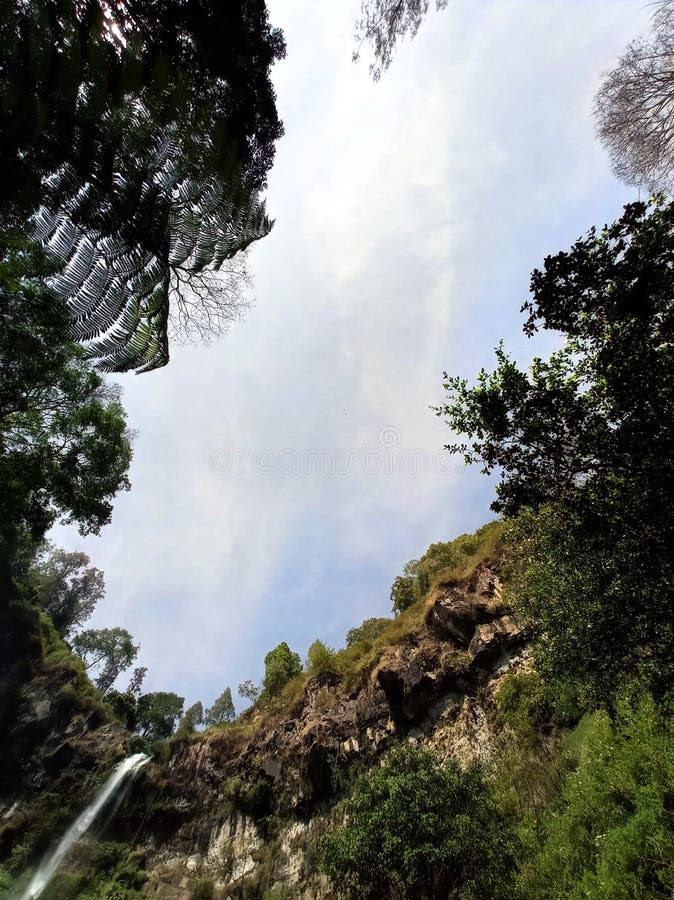 Unified Sky Color Texture and Peaceful Forest Atmosphere Stock Image ...