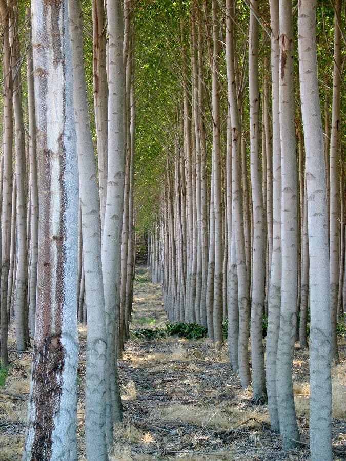 Uniform Poplar Trees in Oregon Stock Image - Image of depth, paperpulp ...