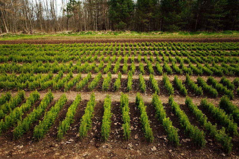 An Agricultural Worker Plants Tree Seedlings Stock Photo - Image of ...