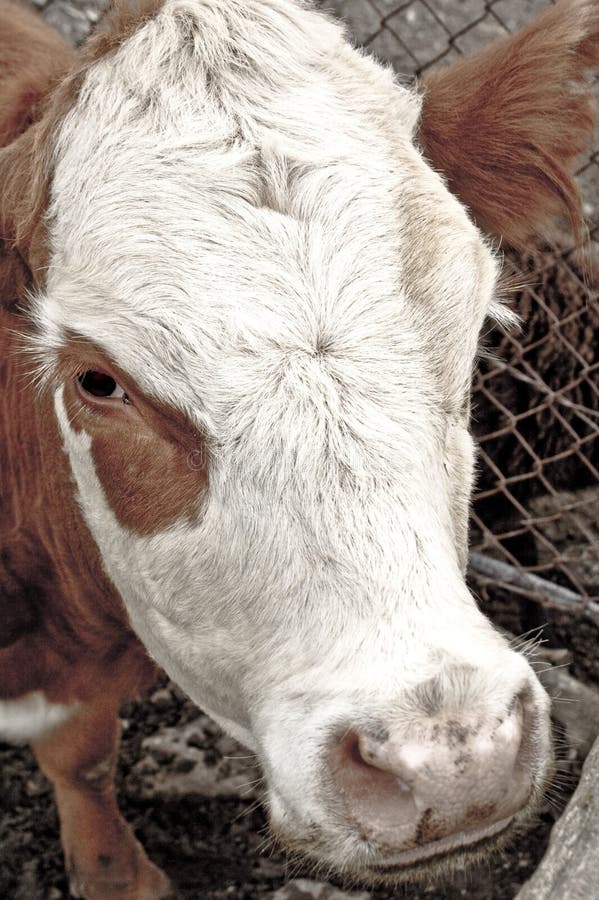 Unimpressed Cow stock image. Image of hamburger, white - 10668337