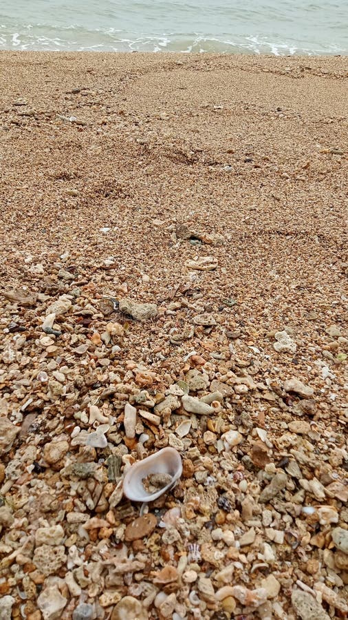 Uninhabited Shells on the Edge of the Beach Stock Photo - Image of crop ...