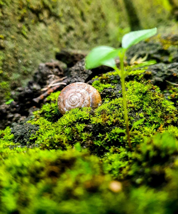 Uninhabited snail house stock image. Image of green - 269334619