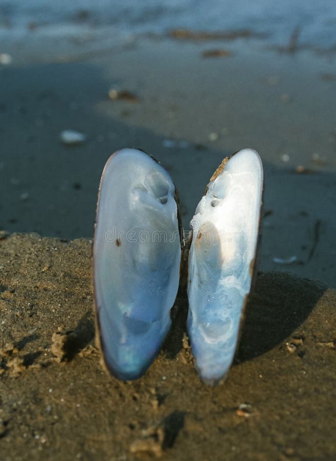 Unio Pictorum, the Painter S Mussel, Empty Shell on the Shore of the ...