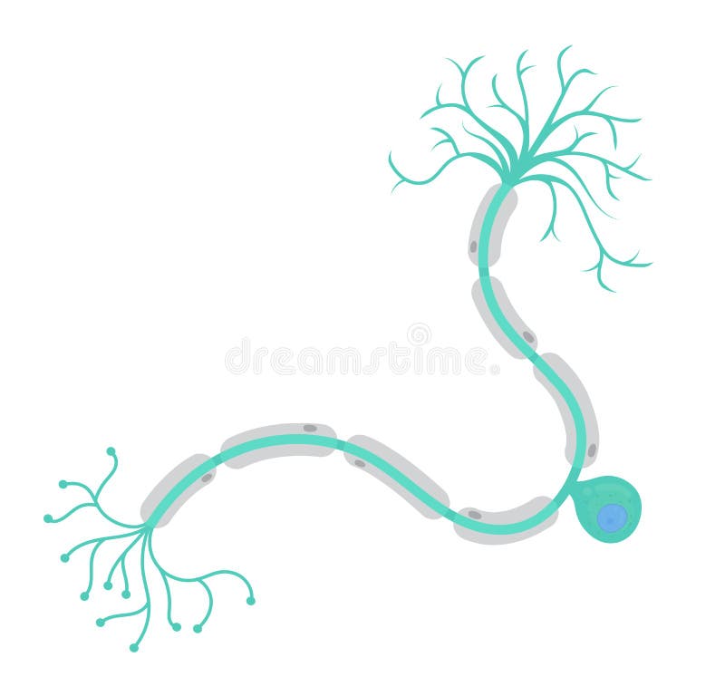 Unipolar neuron cell stock vector. Illustration of cells - 131322115