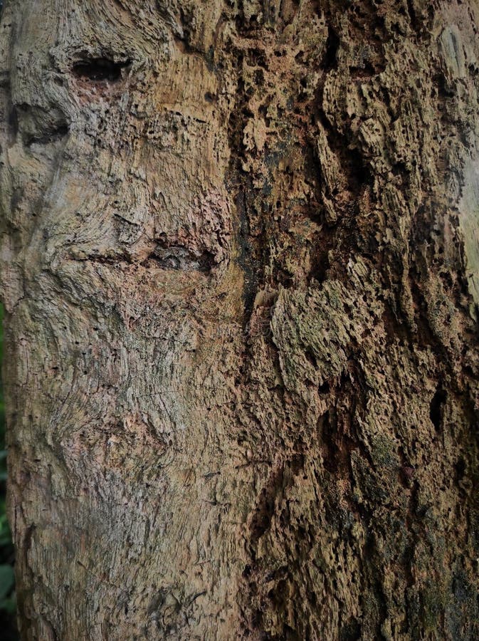 Unique and Abstract Tree Bark Suitable for Background Industry Stock ...