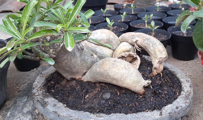 Unique adenium bonsai stock image. Image of soil, yard - 273551675