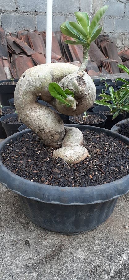 Unique adenium bonsai stock photo. Image of food, plant - 273551686