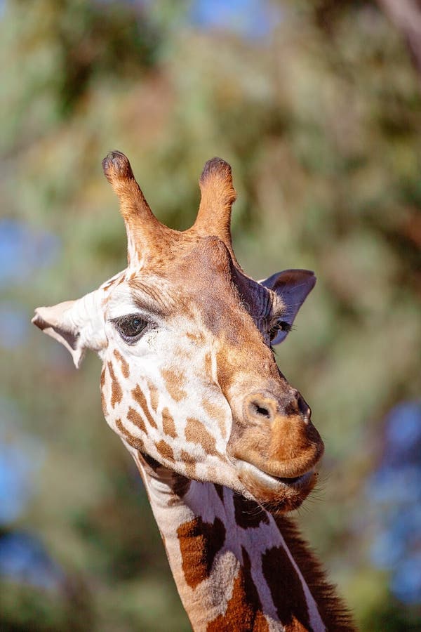 The Unique Animal Long Neck Giraffe Stock Photo - Image of grass, like ...