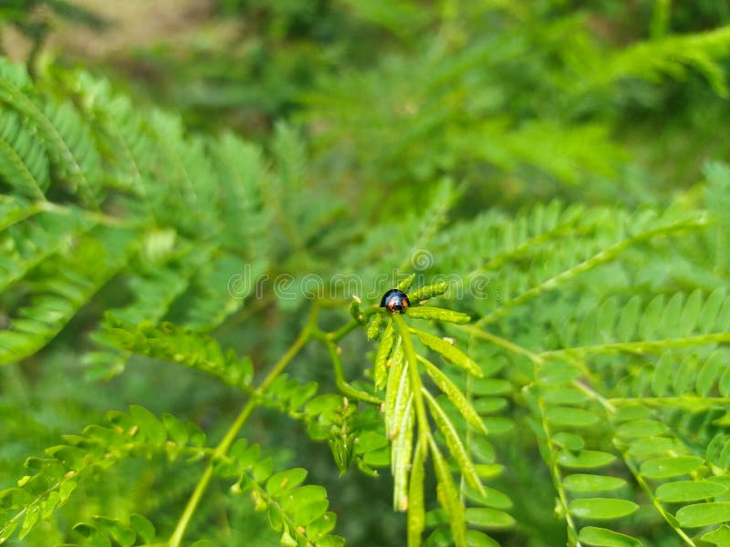 The Unique Appearance of Black Ladybugs Stock Image - Image of believed ...