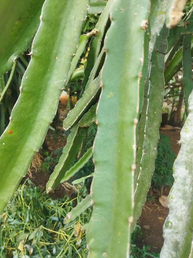 Pitaya Fruit stock image. Image of colour, pitaya, beautiful - 92442867