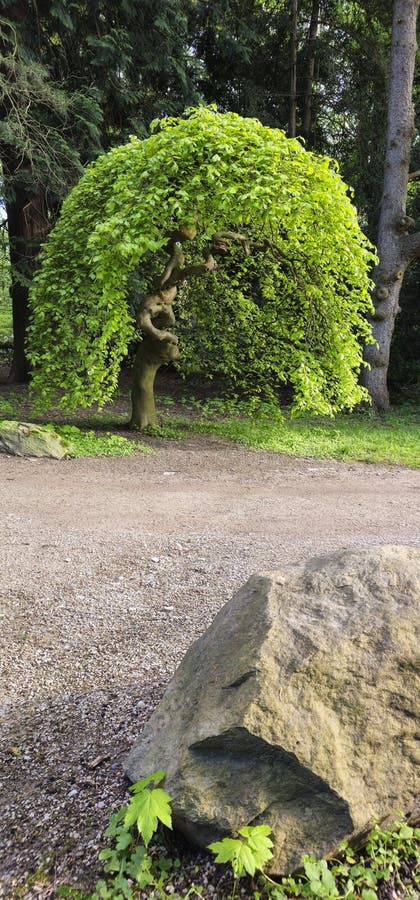 Unique Arching Tree in a Tranquil Park Setting. Stock Photo - Image of ...