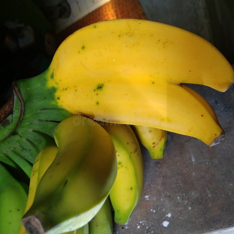 Unique attached banana stock image. Image of food, plant - 201617141