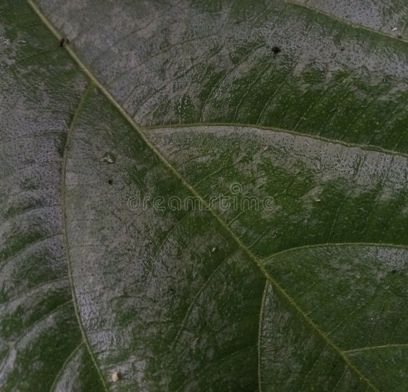 Unique Attractive Visual Leaf Patterns Stock Photos - Free & Royalty ...