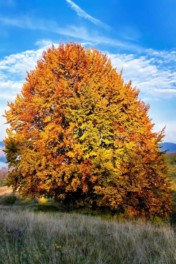 Unique autumn tree stock photo. Image of unique, beautiful - 28460084