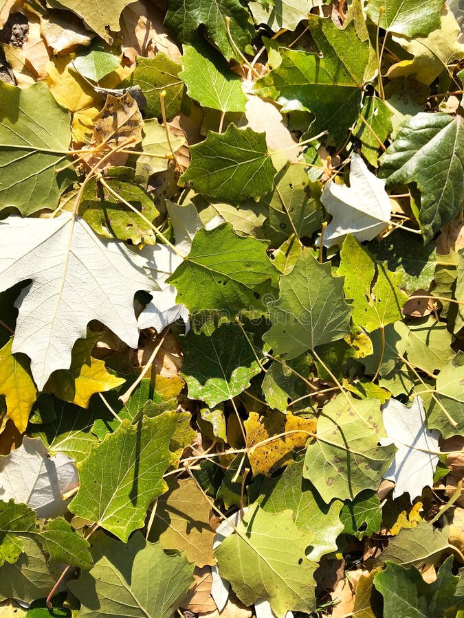 Unique Background - Green Fallen Leaves. Stock Photo - Image of autumn ...