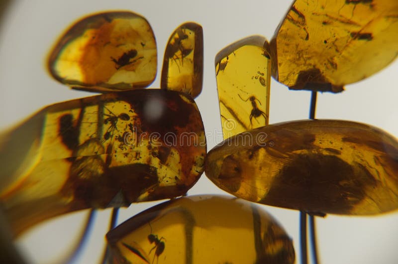 Gold Under Microscope Stock Photos - Free & Royalty-Free Stock Photos ...