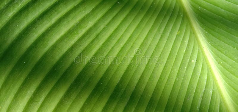 Unique Banana Tree Leaf Pattern Stock Photo - Image of pattern, banana ...