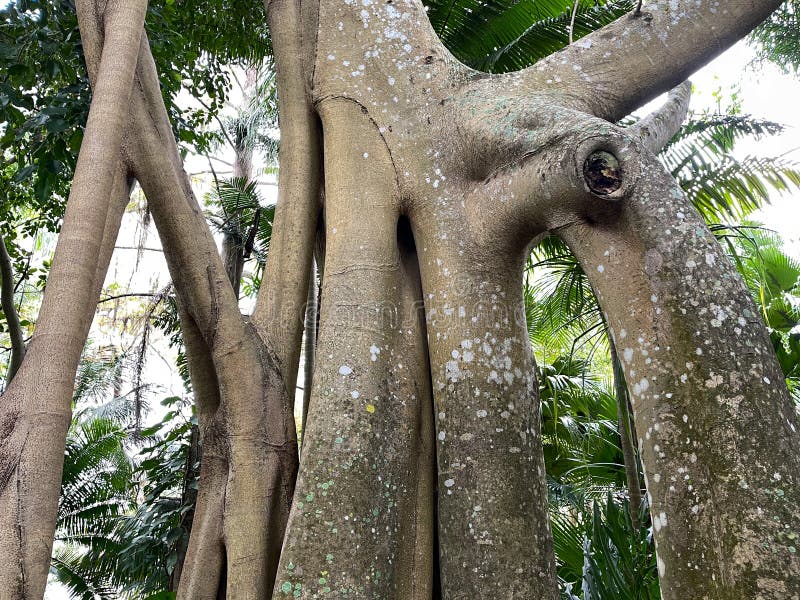 A Unique Banyon Tree Trunk Found at a Botanical Garden Stock Image ...