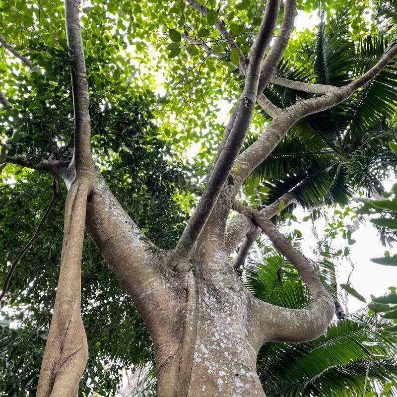 Florida Banyon Tree Stock Photos - Free & Royalty-Free Stock Photos ...