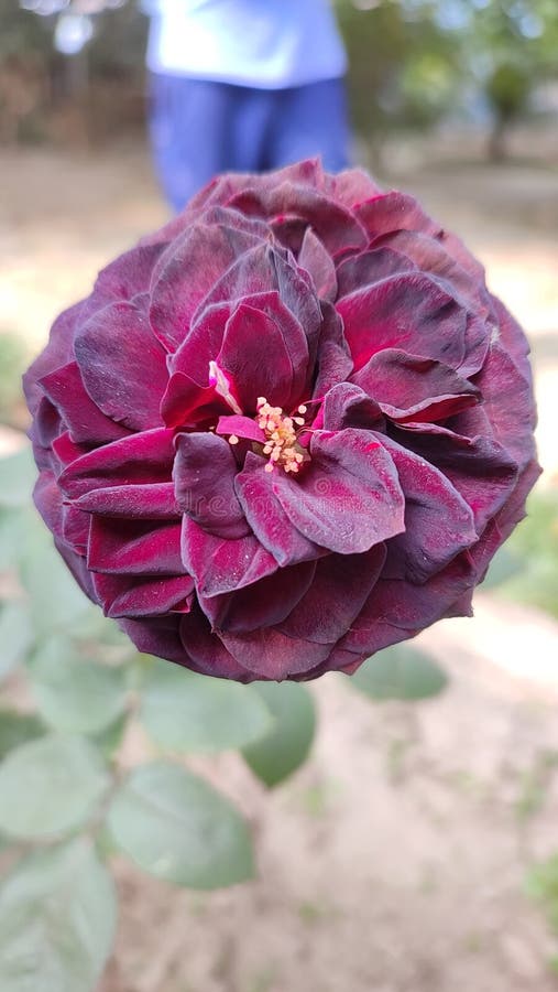 Unique & Beautiful Black Rose Stock Image - Image of unique, black ...