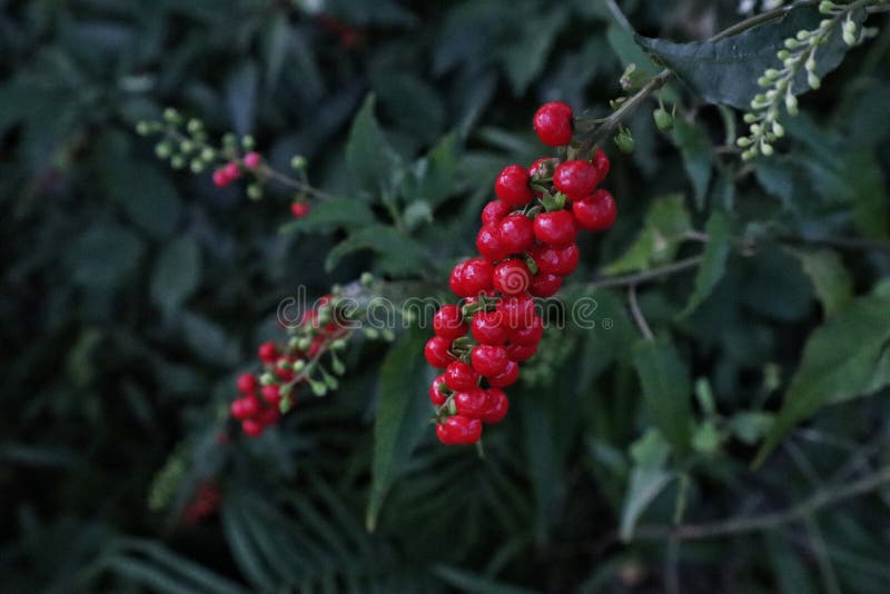A Unique and Beautiful Fruit Tree in the Forest that People Rarely See ...