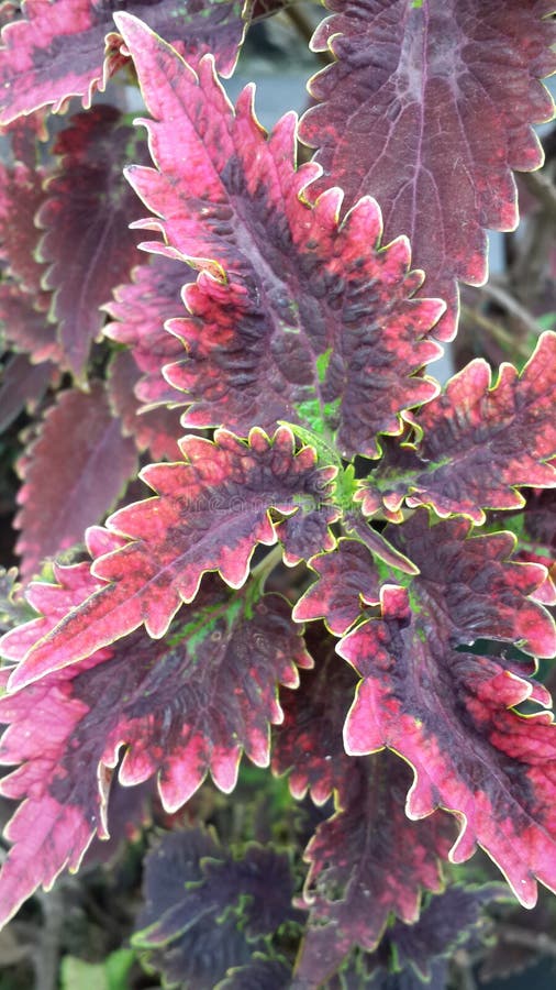 Unique and Beautiful Leaves in Brown, Pink and Slightly Green Colors ...