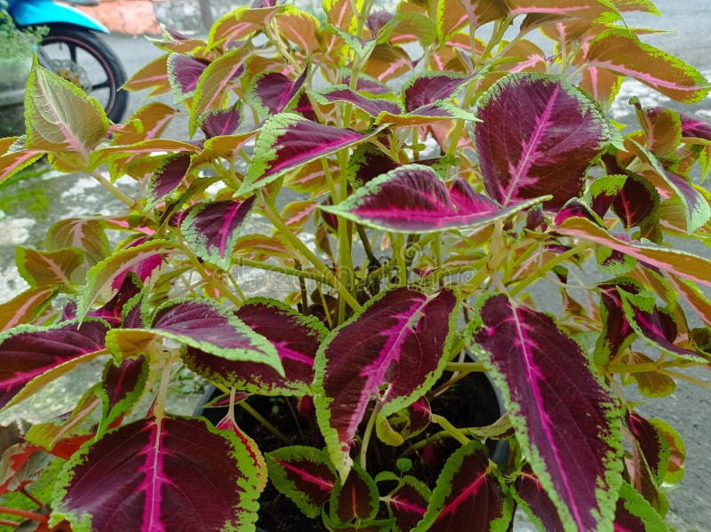 Unique Beautiful Leaves with 3 Color Division in the Garden Stock Image ...