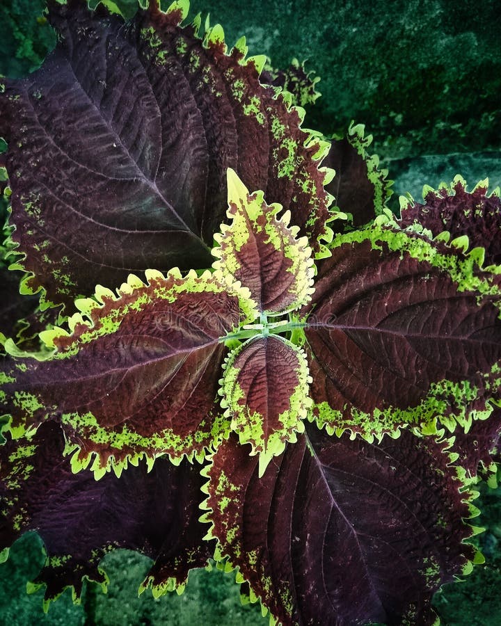 Unique and Beautiful Patterned Leaves Stock Image - Image of tree ...