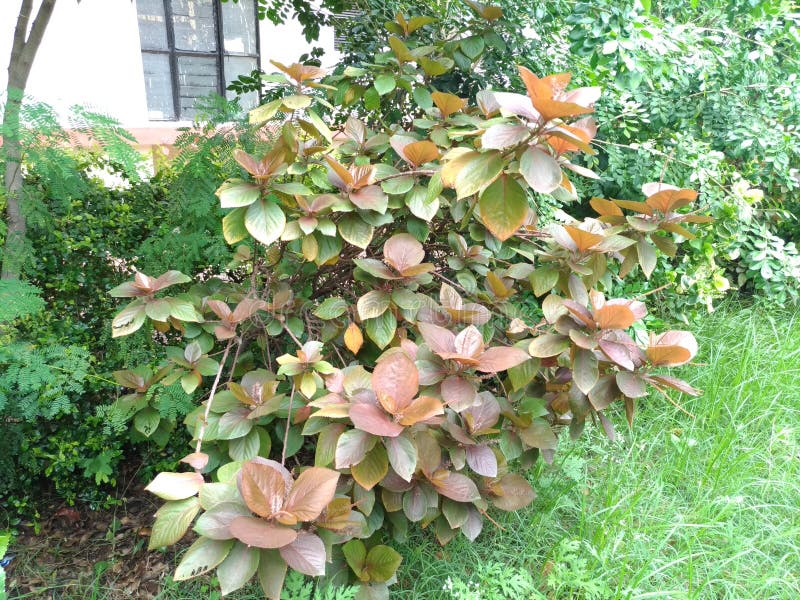 UNIQUE & BEAUTIFUL PLANTS & TREES Stock Photo - Image of outdoor ...