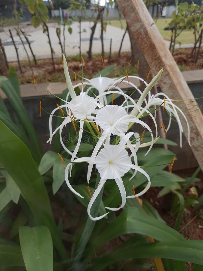 7. Unique and Beautiful White Flowers with Long Petals Stock Image ...