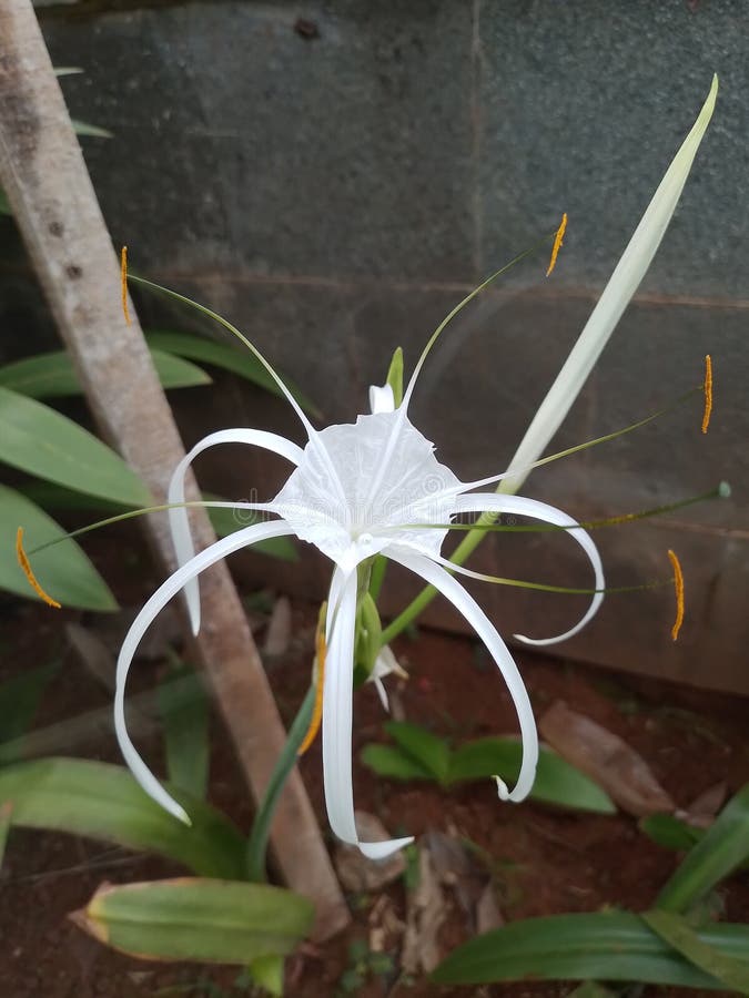 1. Unique and Beautiful White Flowers with Long Petals Stock Image ...