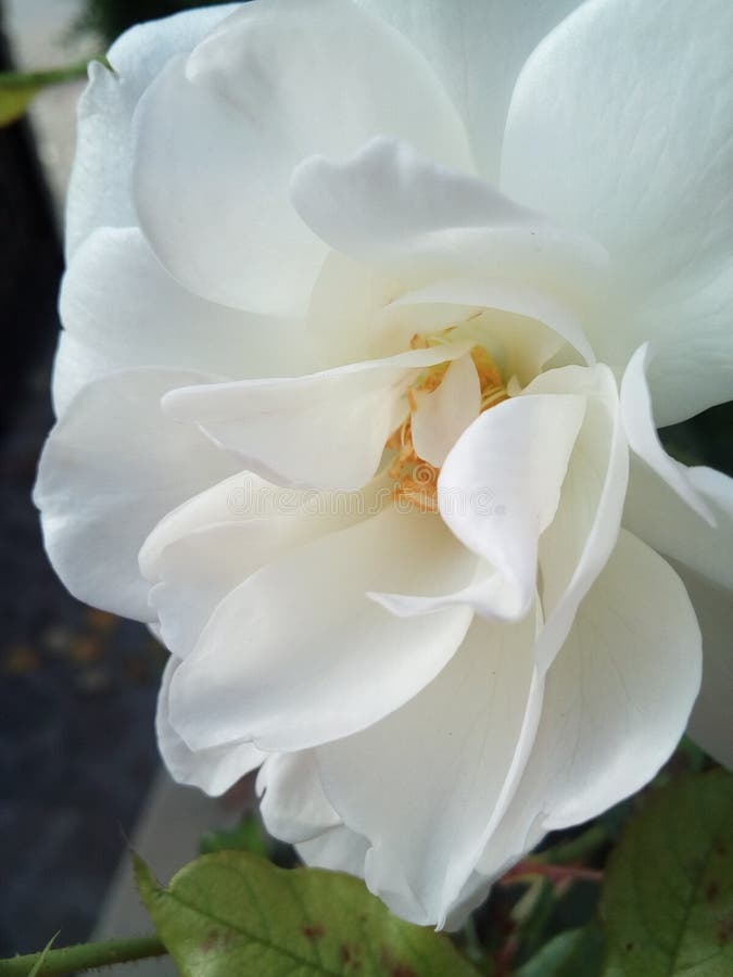 Unique Beautiful White Roses Stock Image - Image of beautiful, roses ...