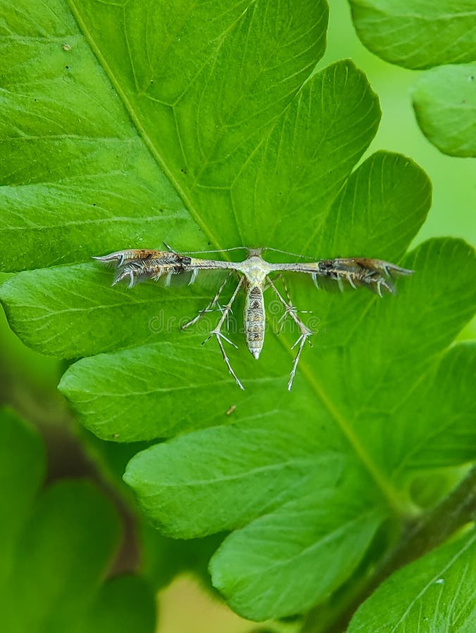 Unique Beautiful Wings of Moth Perched on Leaves Stock Photo - Image of ...