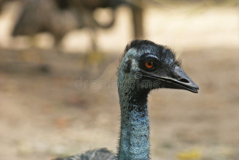 A Unique Bird with Big Eyes Stock Photo - Image of unique, eyes: 307220368
