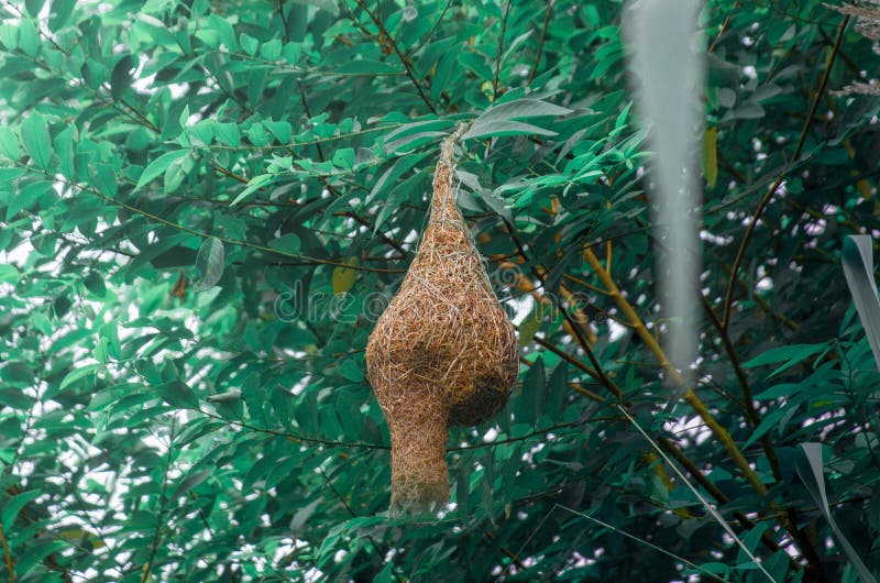 Unique Bird& X27;s Nest Stock Photo - Image of nature, plant: 322394706