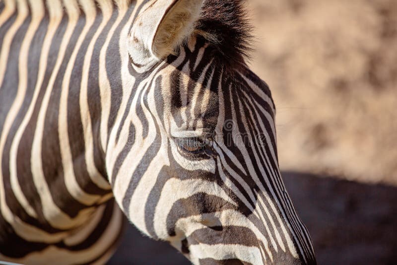 The Unique Black and White Stripe Pattern of a Zebra Stock Photo ...