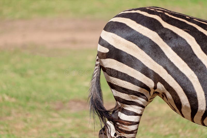 The Unique Black and White Stripe Pattern of a Zebra Stock Image ...